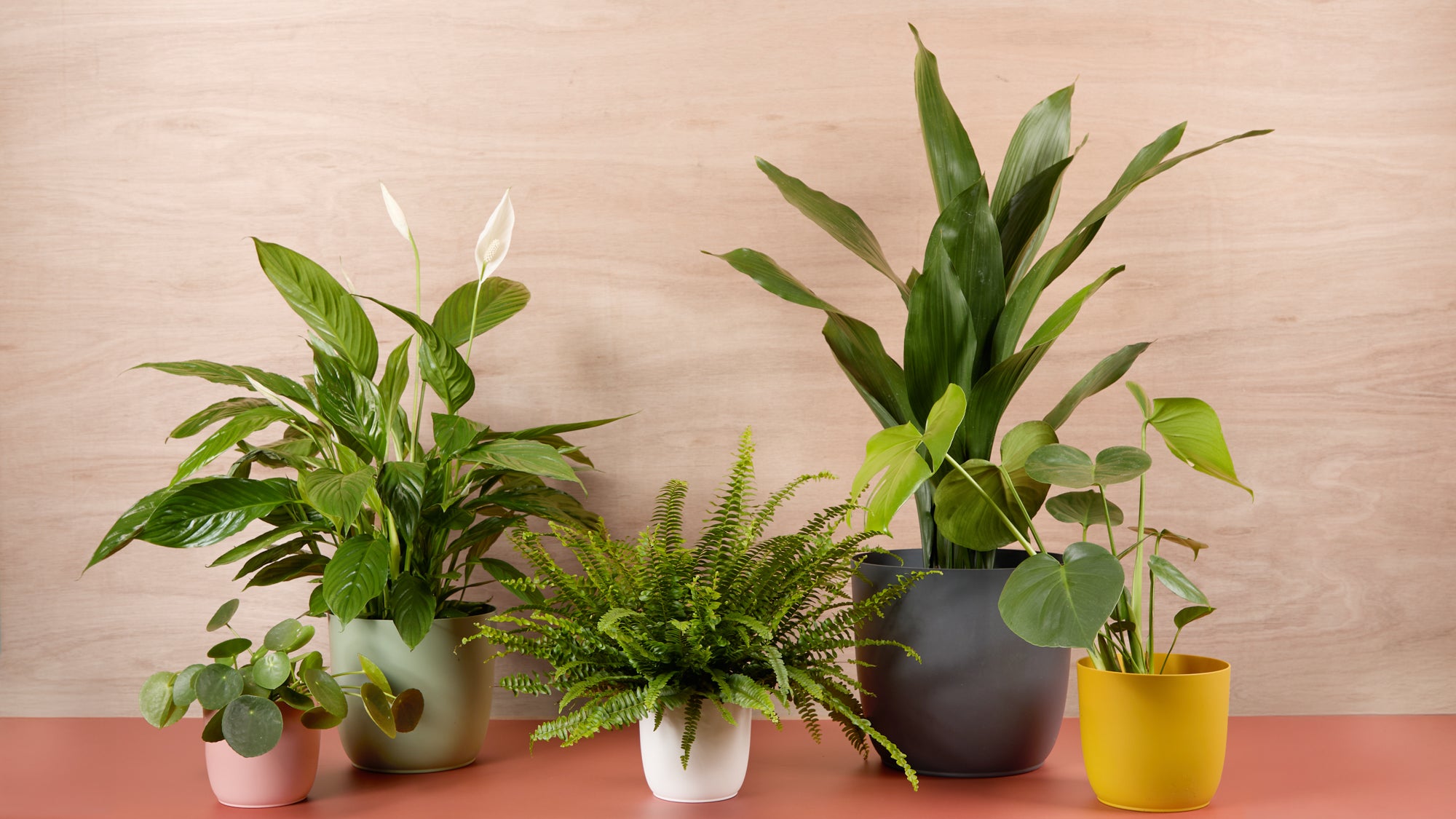 Indoor And Outdoor Plants Delivered | The Discount Plant Company – Page ...